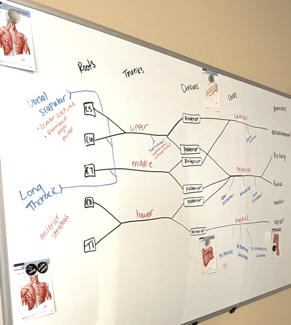 The Hardest Premed Classes - Can You (Actually) Make It?